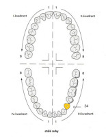 Systém číslování zubů: Klíč k porozumění zubařům | Studio 32